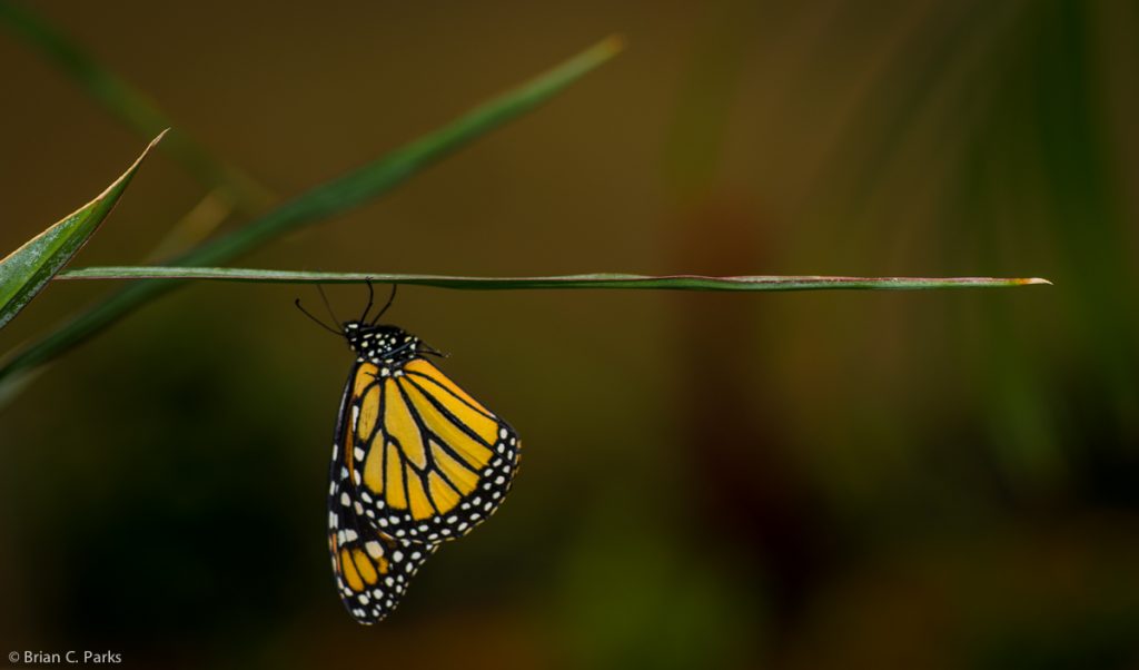 Butterflies Alive! - Brian C. Parks Photo+Design