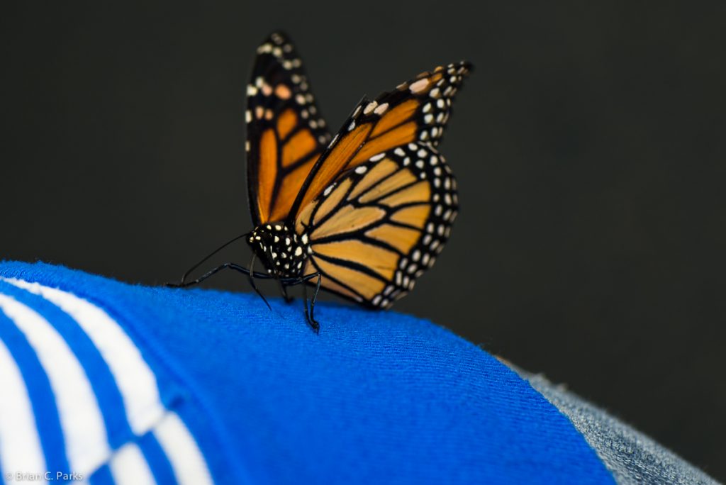 Butterflies Alive! - Brian C. Parks Photo+Design
